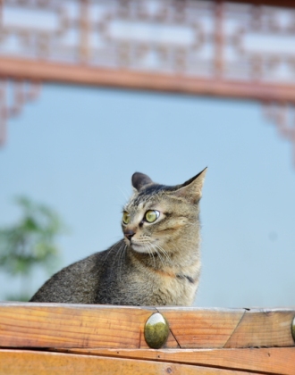 Raise Your Hands Up and Surrender to the Kitten: The Cat Economy Is ...